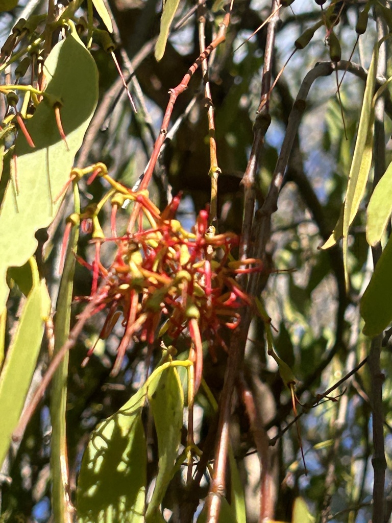 Box Mistletoe from Cunningham Highway, Karara, QLD, AU on April 23 ...