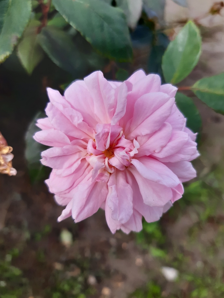 roses from Hualpén, Bío Bío, Chile on April 26, 2023 at 02:08 PM by ...