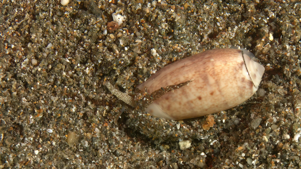 Olive Snails from Bauan - Mabini Rd, Anilao, Batangas, Mabini, Batangas ...