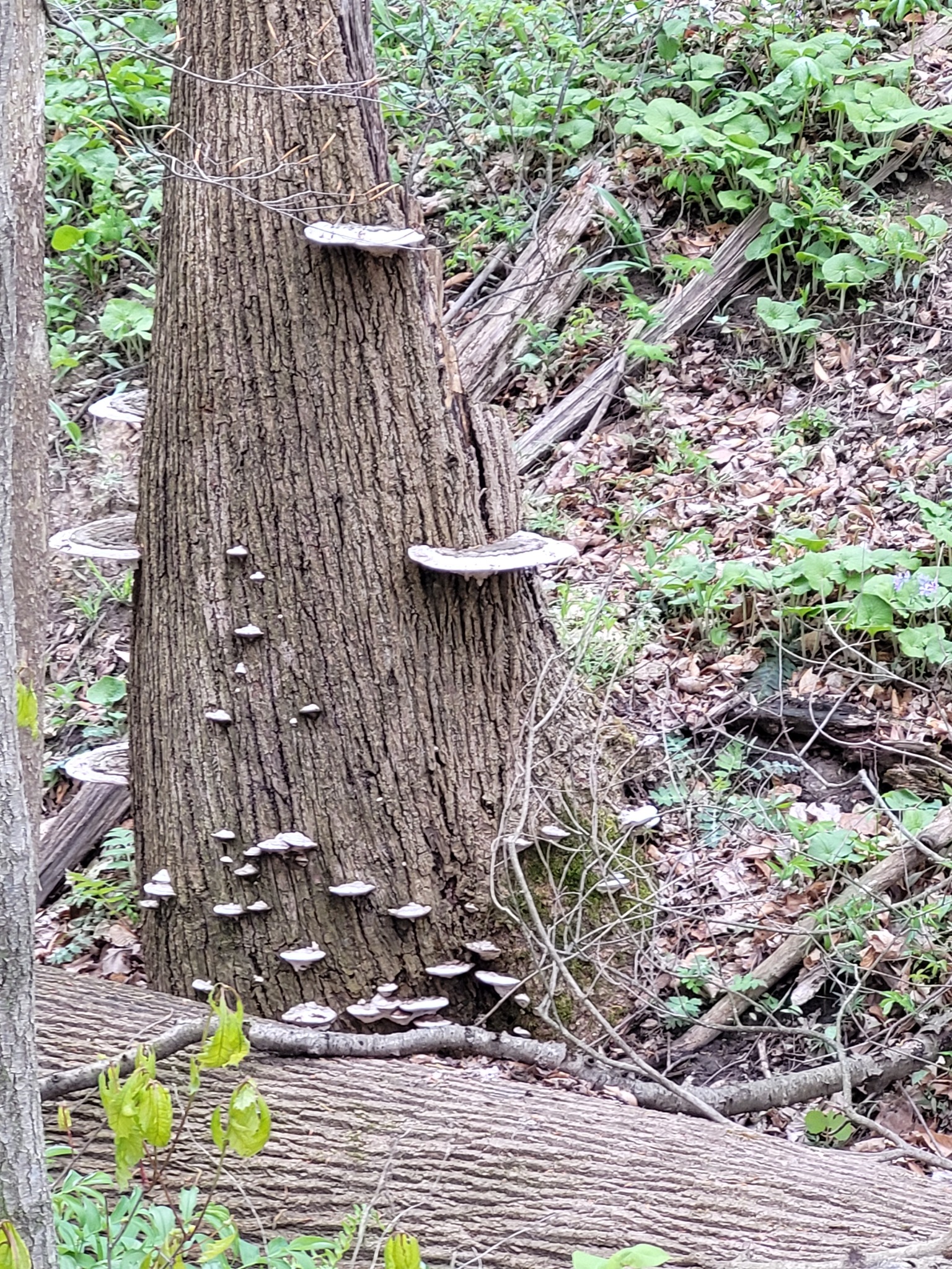 Ganoderma megaloma (Lév.) Bres.