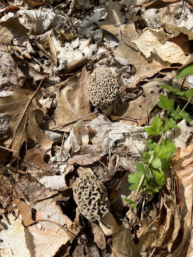 white morel from F.A. Seiberling Nature Realm, Akron, OH, US on April ...