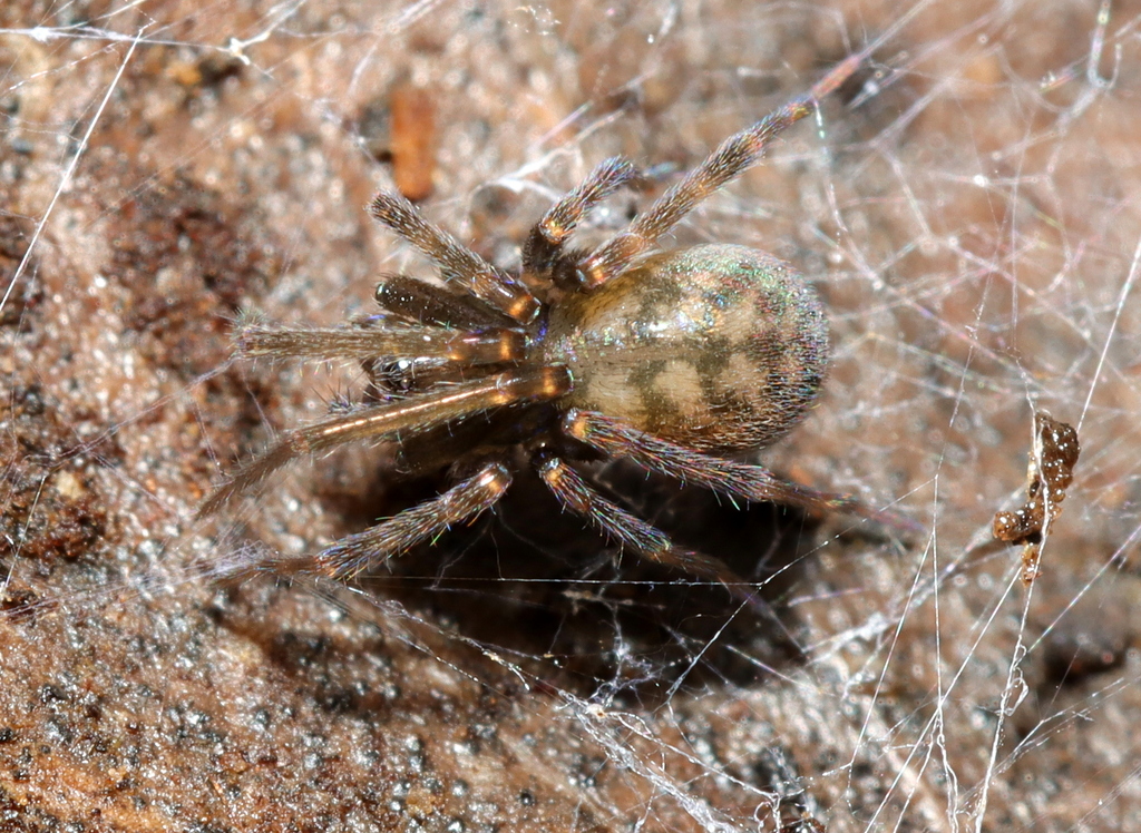 Phyxelidid Spiders from Wynberg NU (2), Cape Town, 7824, South Africa ...