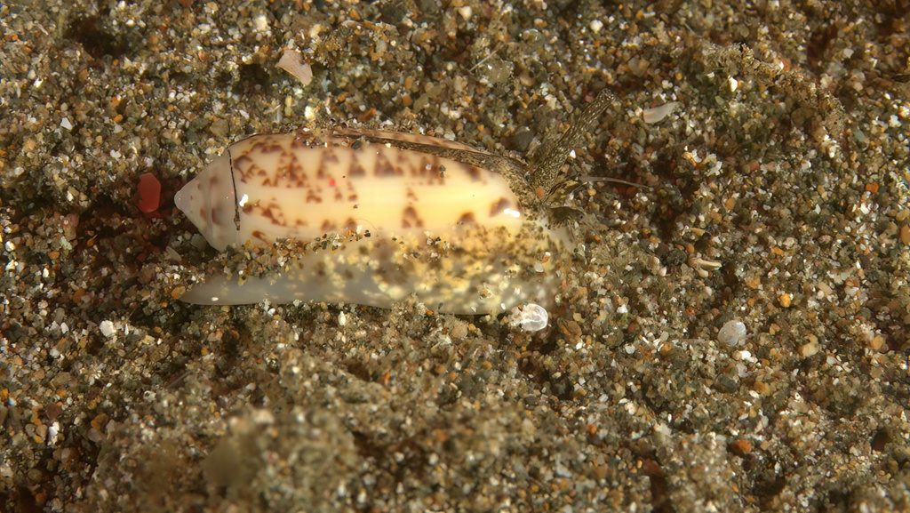 Olive Snails from Bauan - Mabini Rd, Anilao, Batangas, Mabini, Batangas ...