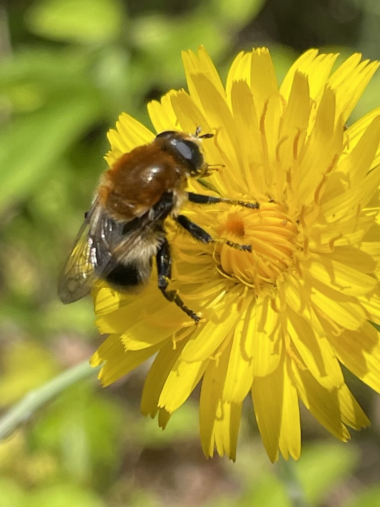 Narcissus Bulb Fly from North Carolina Aquariums, Manteo, NC, US on ...