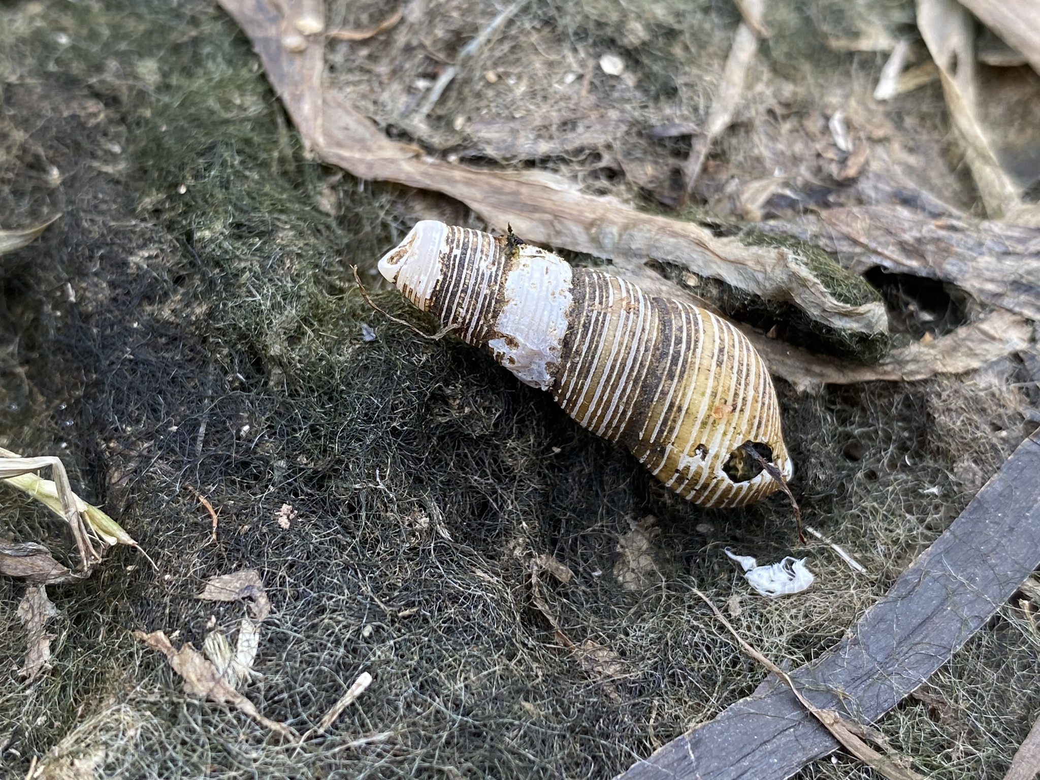 Elimia virginica (Gmelin, 1791)