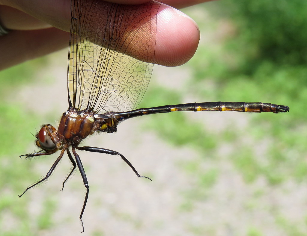 Mocha Emerald (Odonata of the Anacostia River Watershed) · iNaturalist