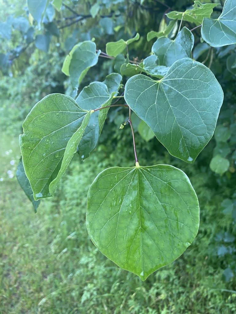 eastern redbud from River Legacy Park, Fort Worth, TX, US on April 26 ...