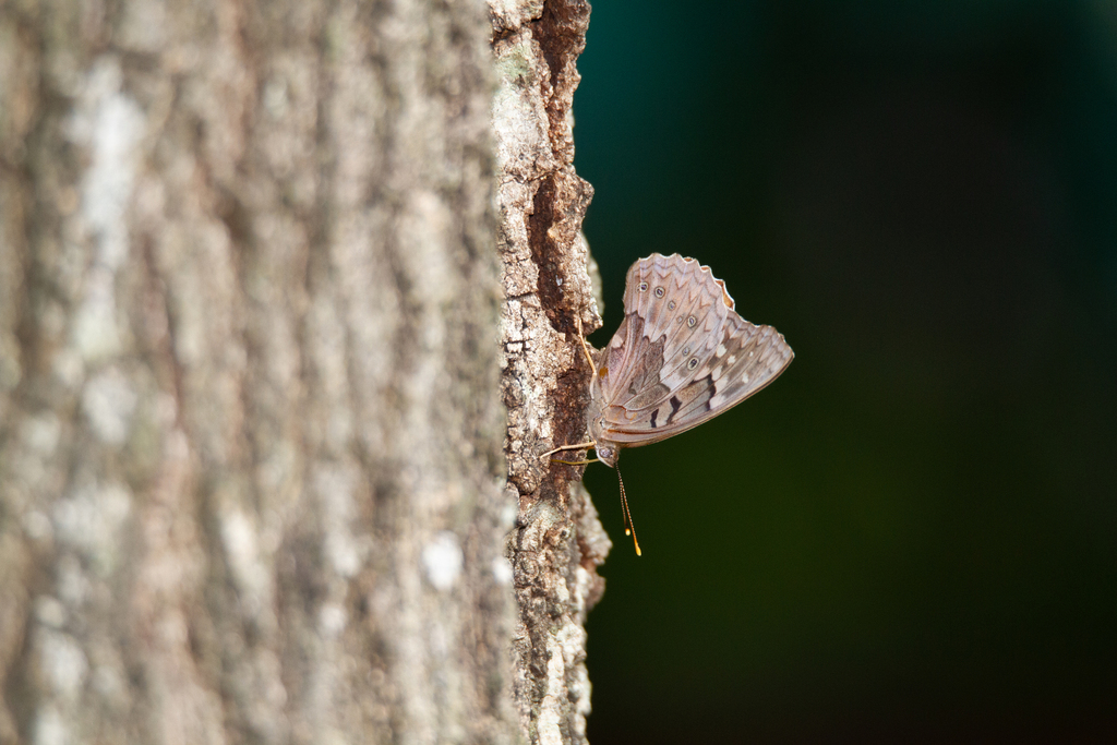 Tawny Emperor from Nottingham Country, Houston, TX 77450, USA on April ...