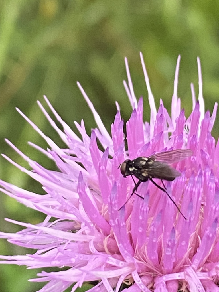 Muscoid Flies from River Legacy Park, Fort Worth, TX, US on April 26 ...