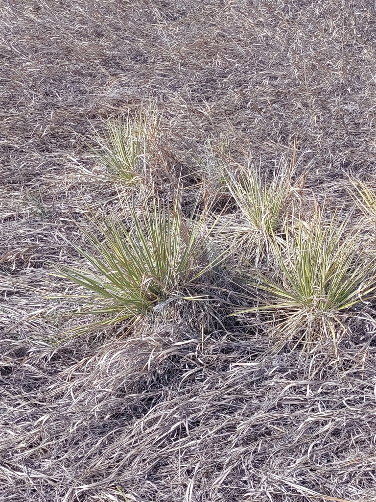 Yuccas from Denver, CO 80127, USA on April 02, 2023 at 10:18 AM by ...