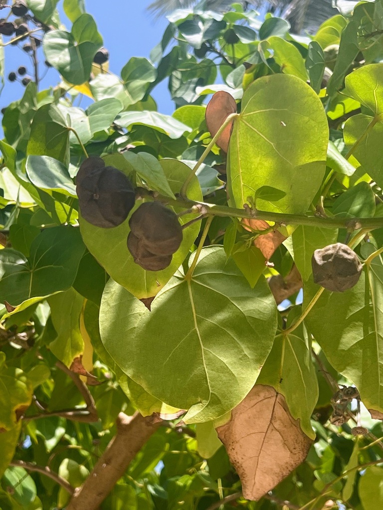 Portia tree from Kuna Yala, Kuna Yala, Panama on March 28, 2023 at 10: ...