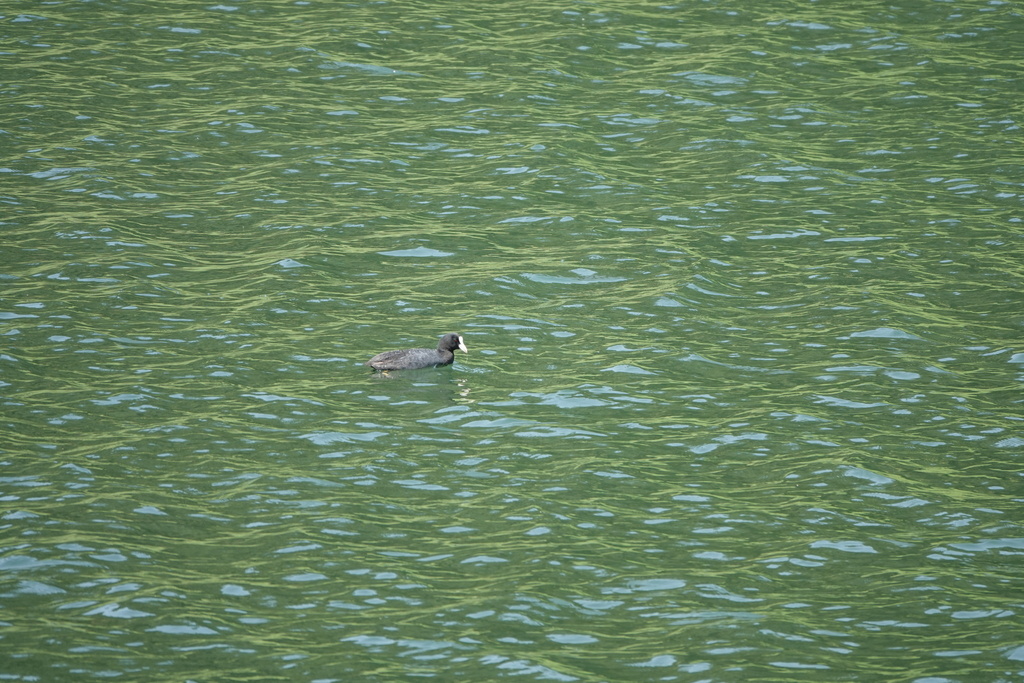 Eurasian Coot from 1 Chiyoda, Chiyoda City, Tokyo 100-0001, Japan on ...