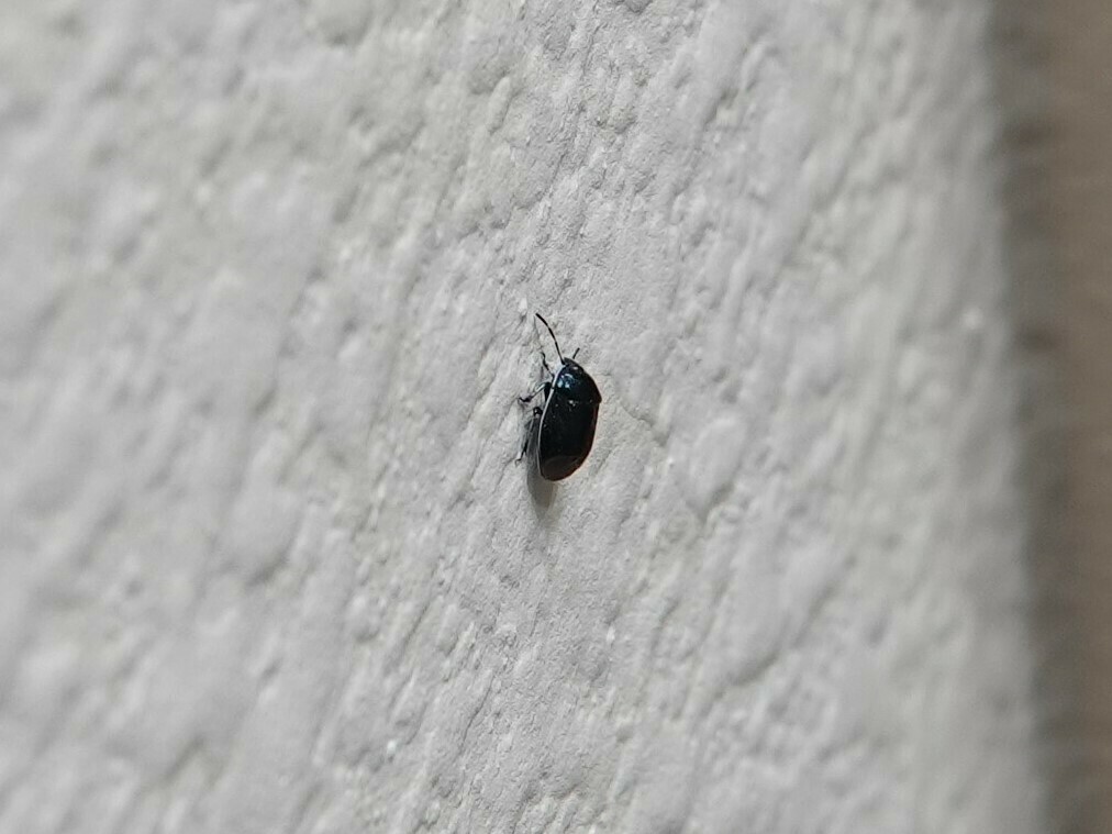 White-margined Burrower Bug in April 2023 by kaf213 · iNaturalist