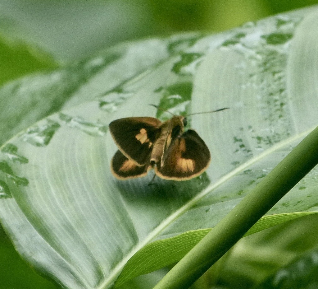 Grass Skippers from Bobiri Butterfly Sanctuary, Juaben Municipal ...