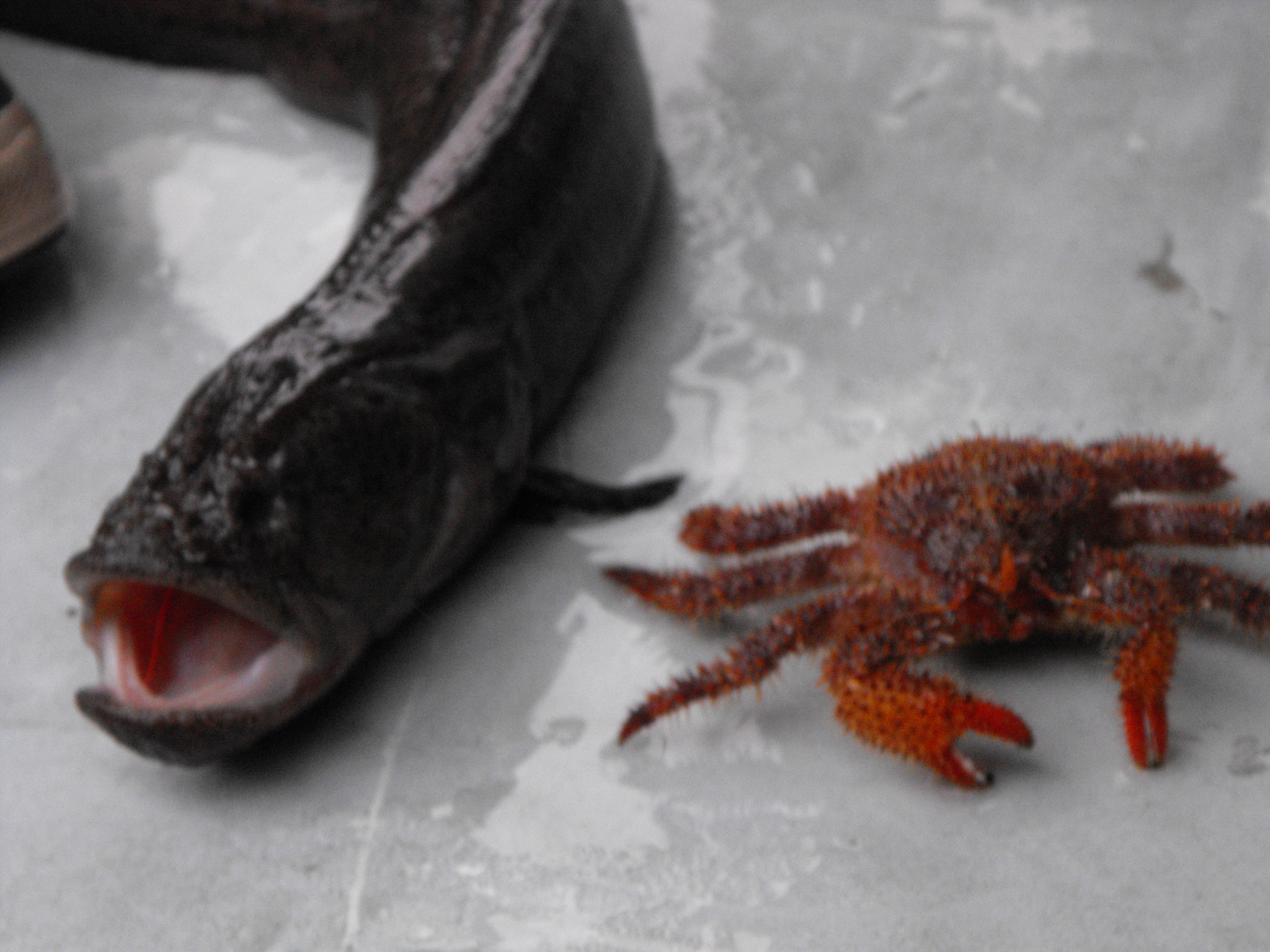 Cryptacanthodes giganteus (Kittlitz, 1858)