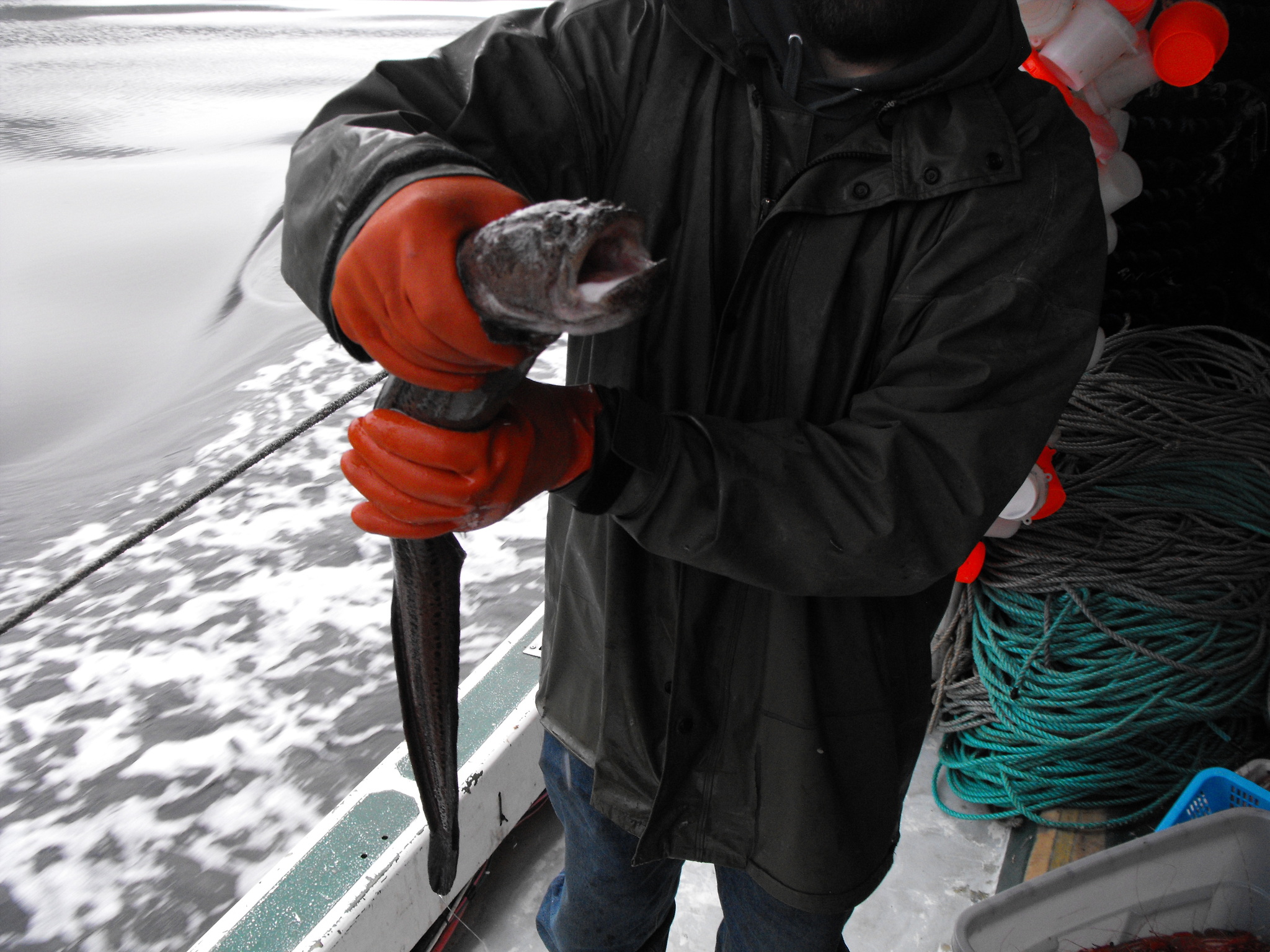 Cryptacanthodes giganteus (Kittlitz, 1858)