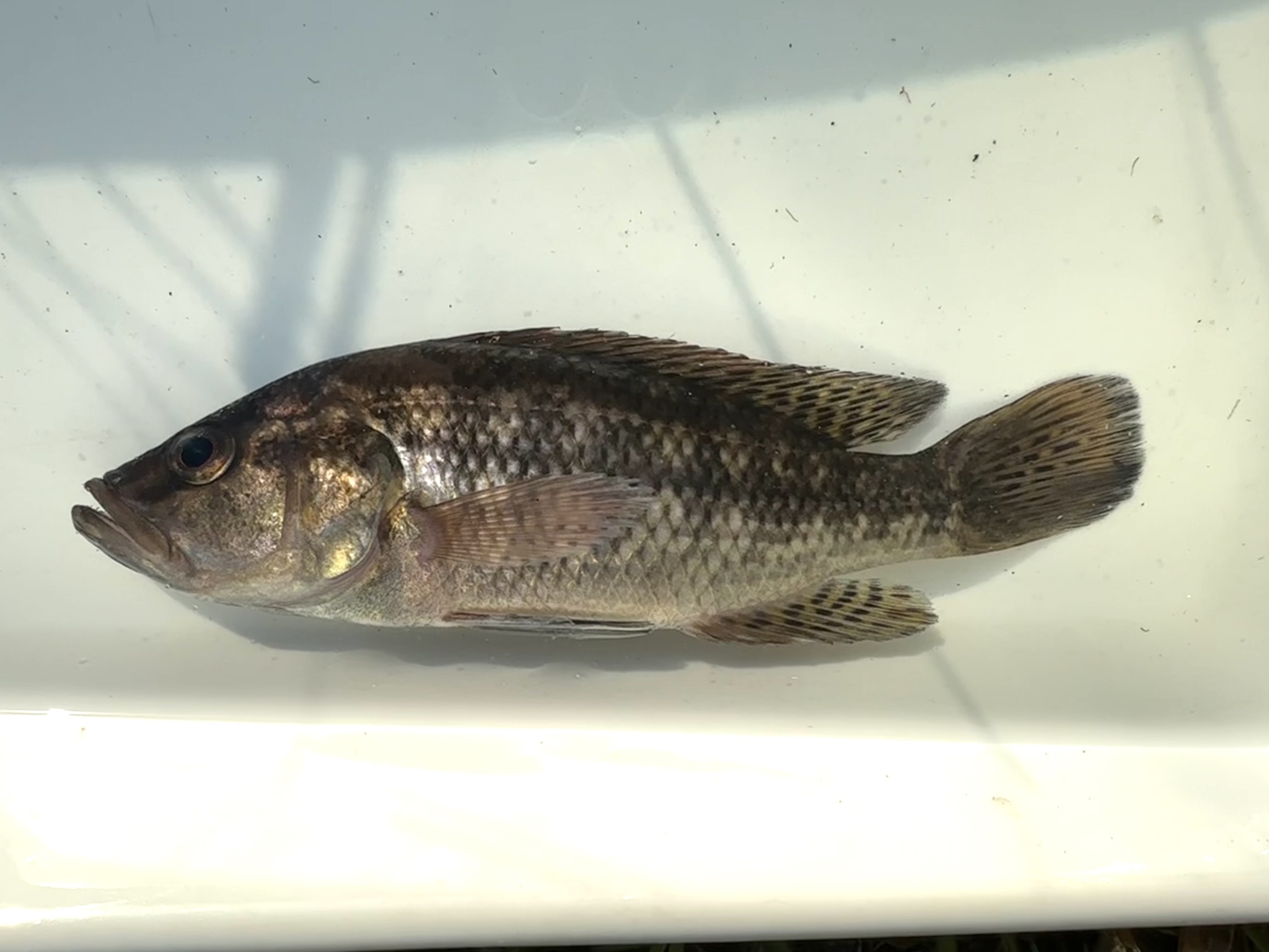 Serranochromis angusticeps (Boulenger, 1907)