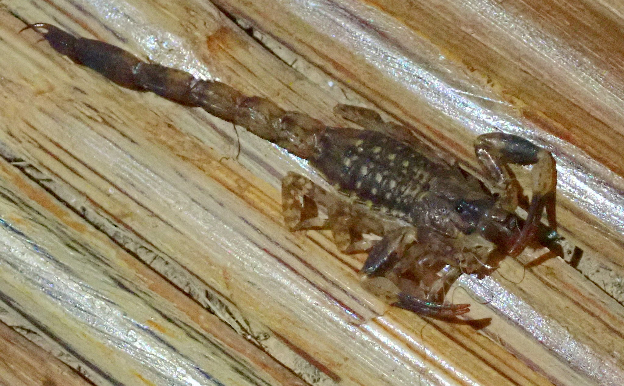 Lychas mucronatus (Fabricius, 1798)