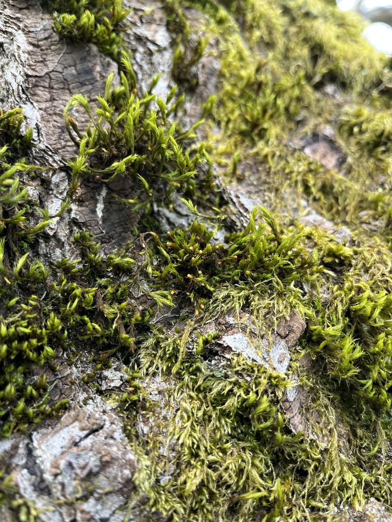 Lyell's Bristle-moss from The University of British Columbia, Greater ...
