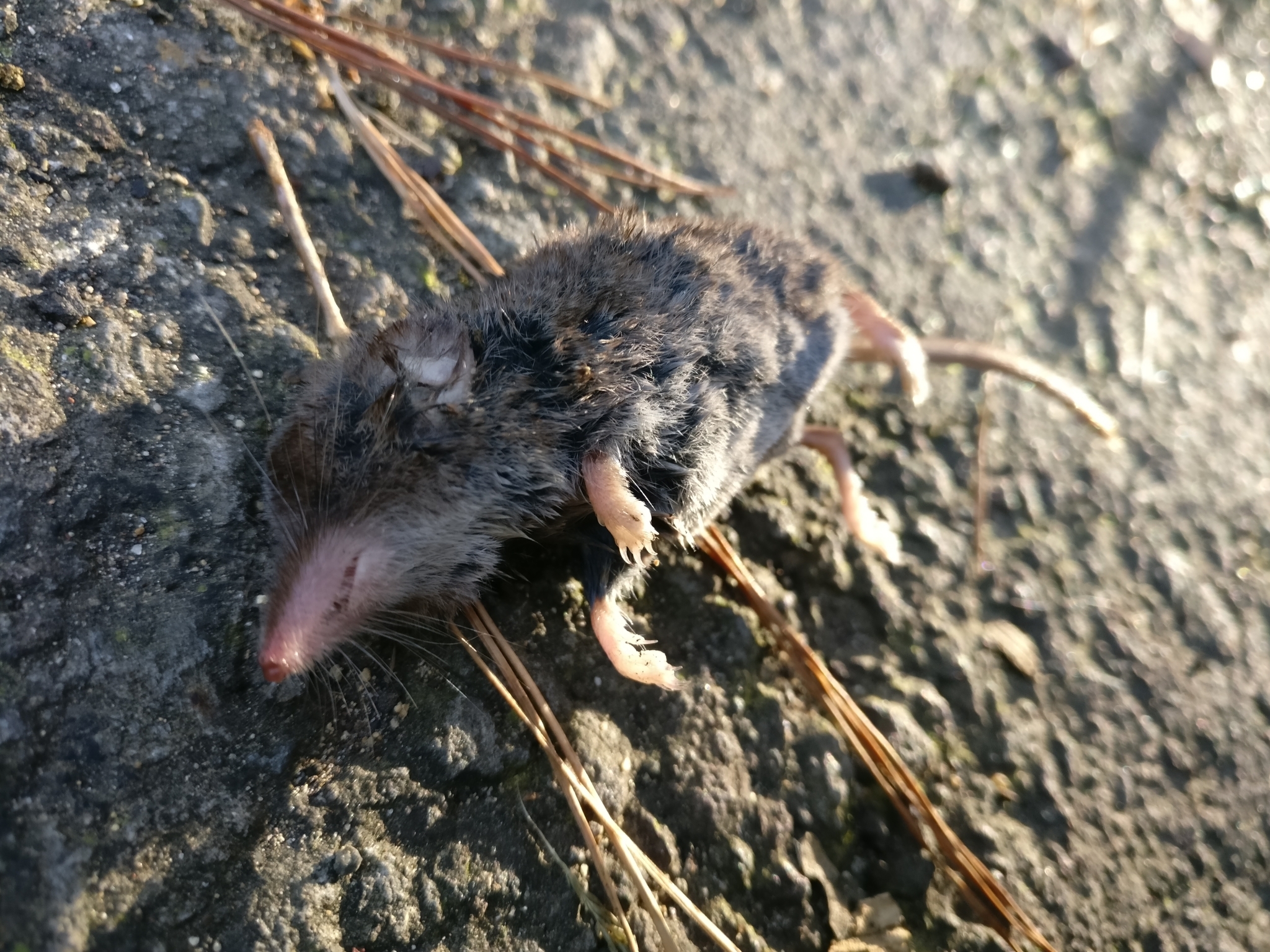 Sorex saussurei Merriam, 1892