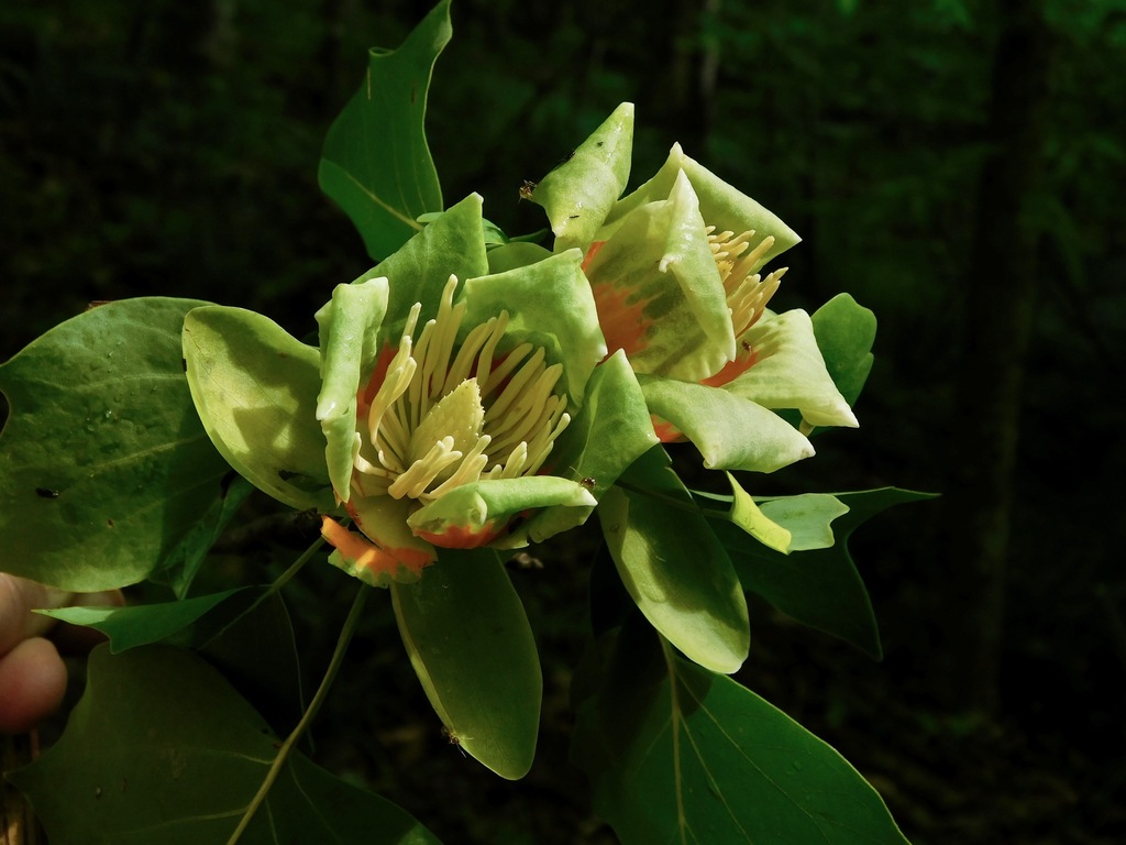 tulip tree (Liriodendron tulipifera) - Botanical Realm