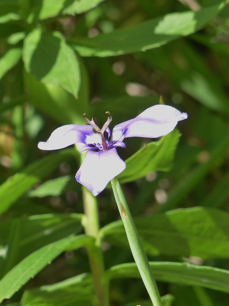 Prairie Nymph from High Island, Bolivar Peninsula, TX 77623, USA on ...