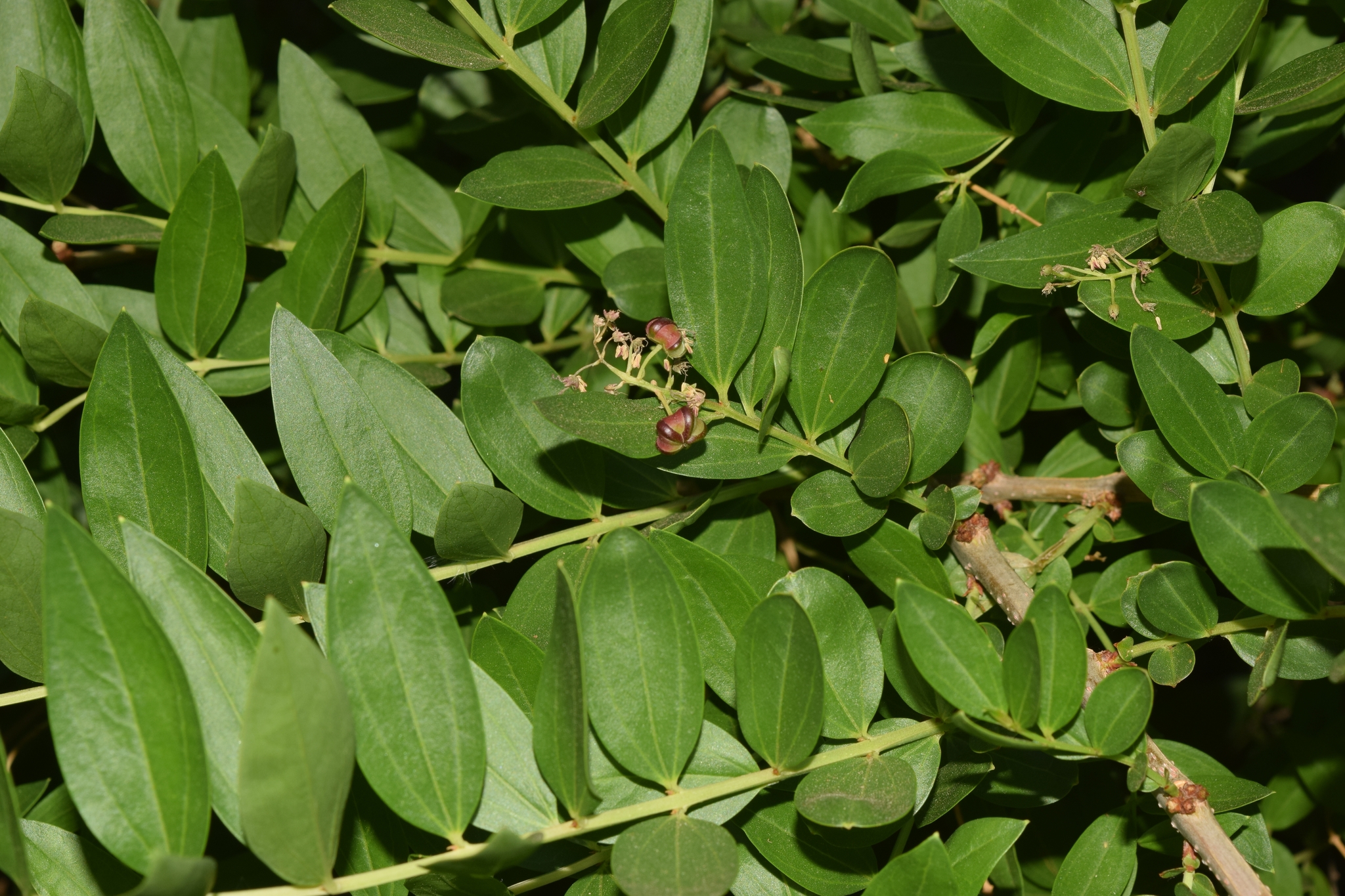 Coriaria myrtifolia L.
