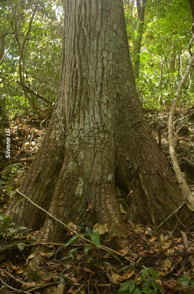 West Indies Cedrela in March 2018 by Silvano LG · iNaturalist