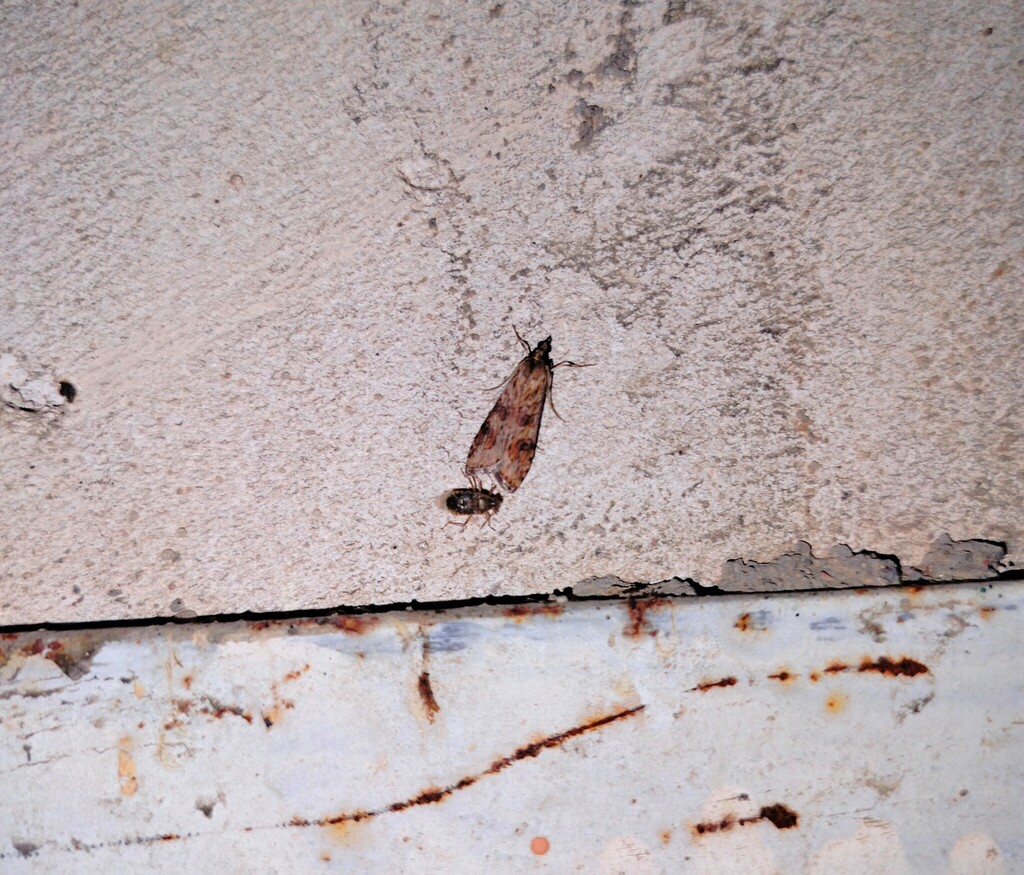 True Bugs, Hoppers, Aphids, and allies from Al Qibla, Basrah, Iraq on ...