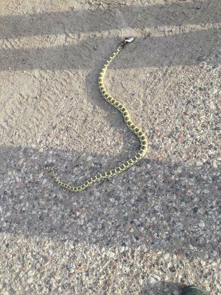 Diadem Snake from 7Q6X+XV خور الزبير،، Iraq on April 12, 2023 by زين ...