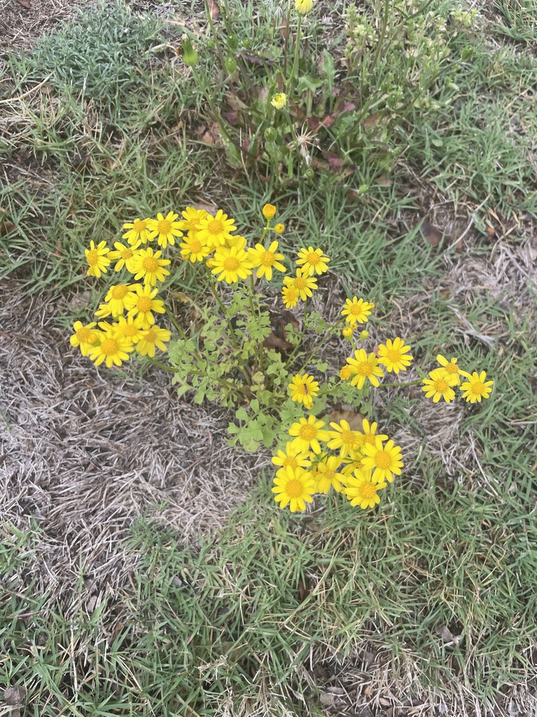 Great Plains Ragwort from Chase Oaks Dr, Keller, TX, US on April 26 ...