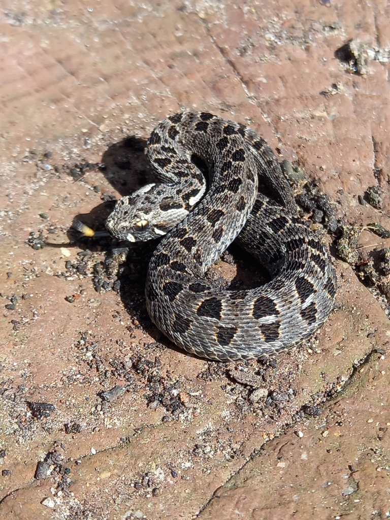 Berg Adder (Bitis atropos) - Snakes and Lizards