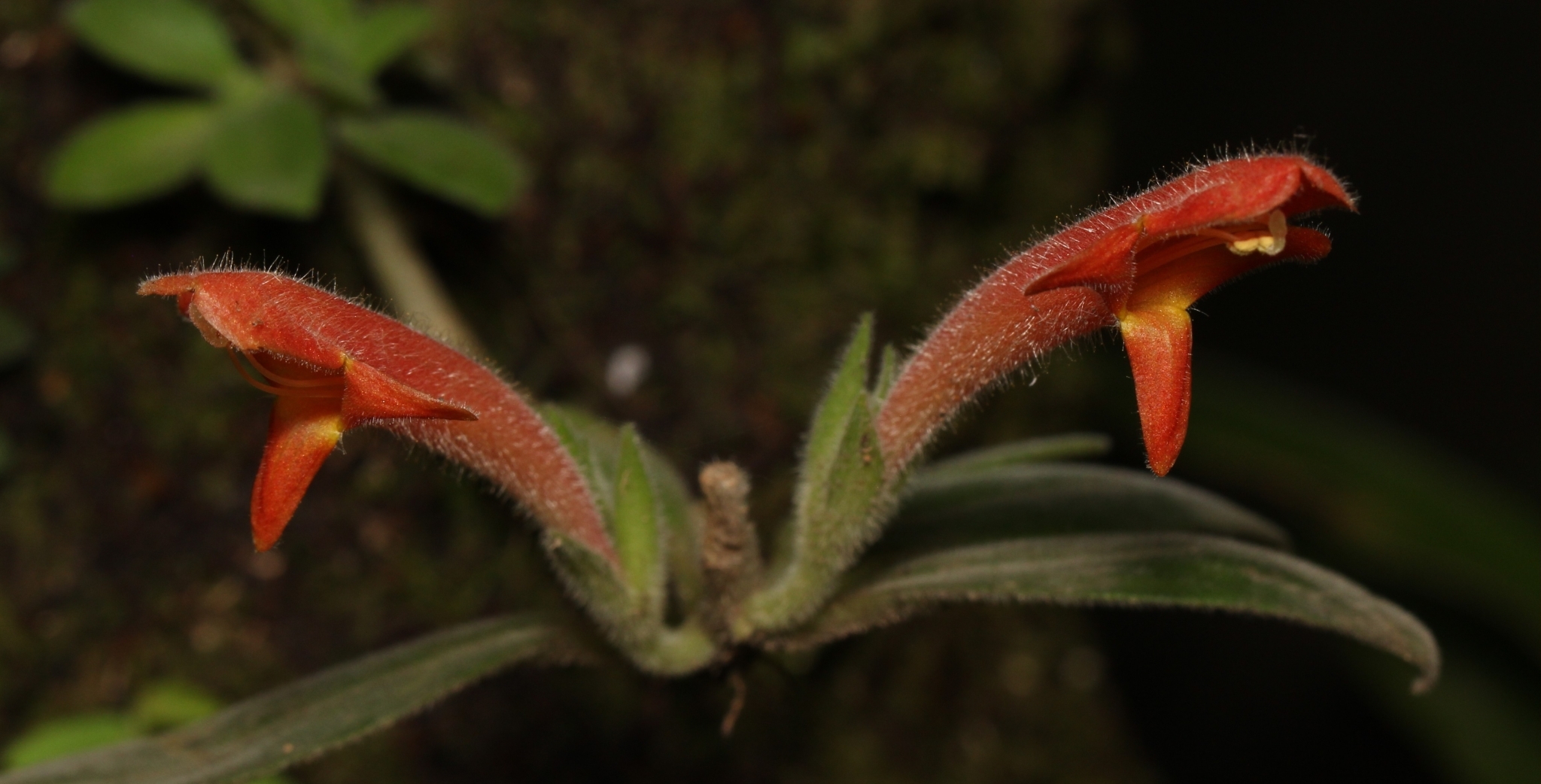 Columnea scandens L.
