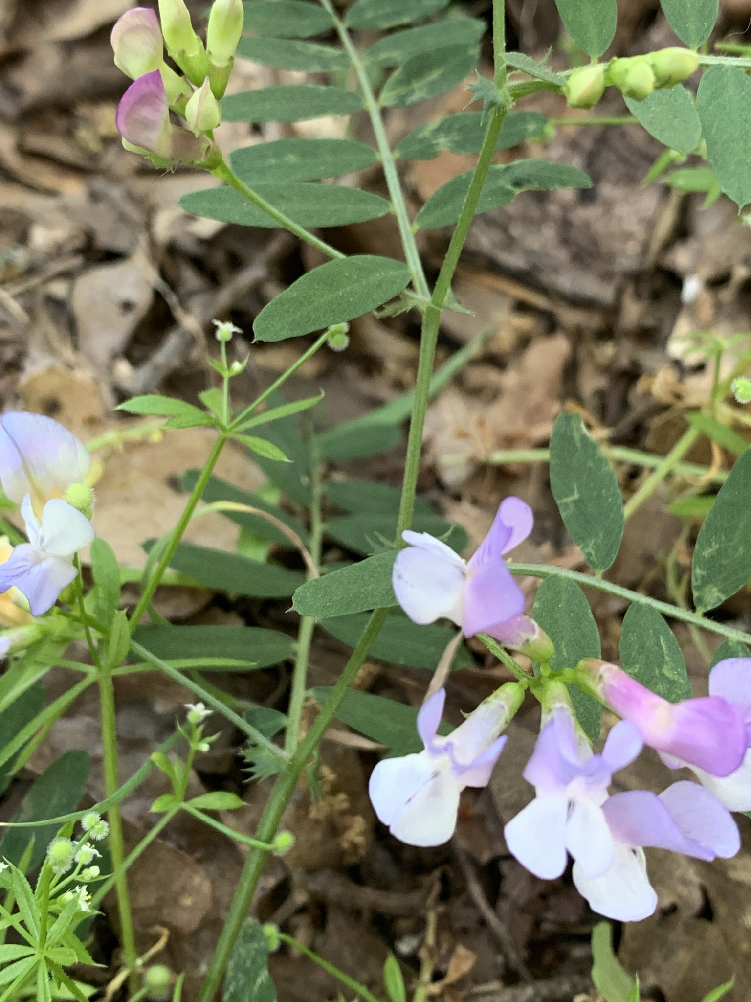 Vicia americana Muhl. ex Willd.