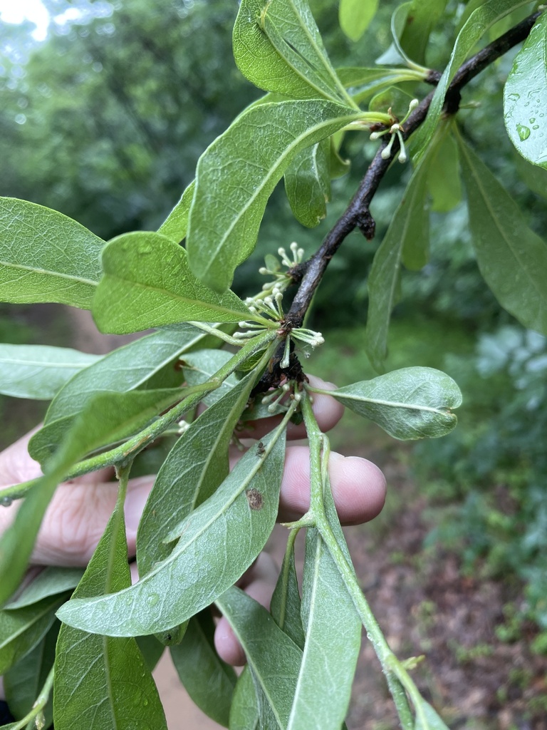 Gum bumelia from Randol Mill Park, Arlington, TX, US on April 26, 2023 ...