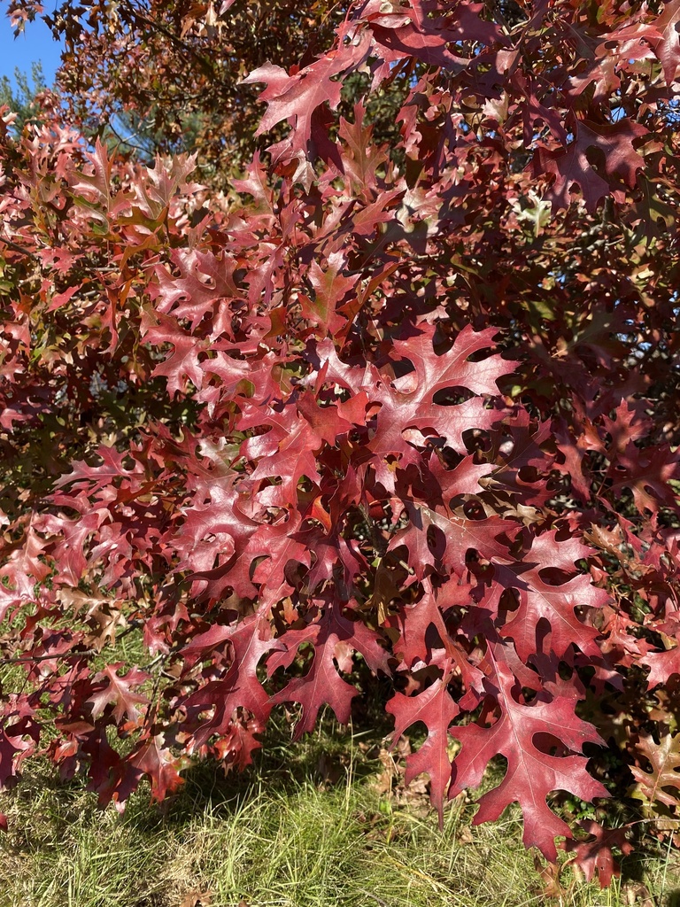 scarlet oak from I-81 S, Mount Sidney, VA, US on November 10, 2021 at ...