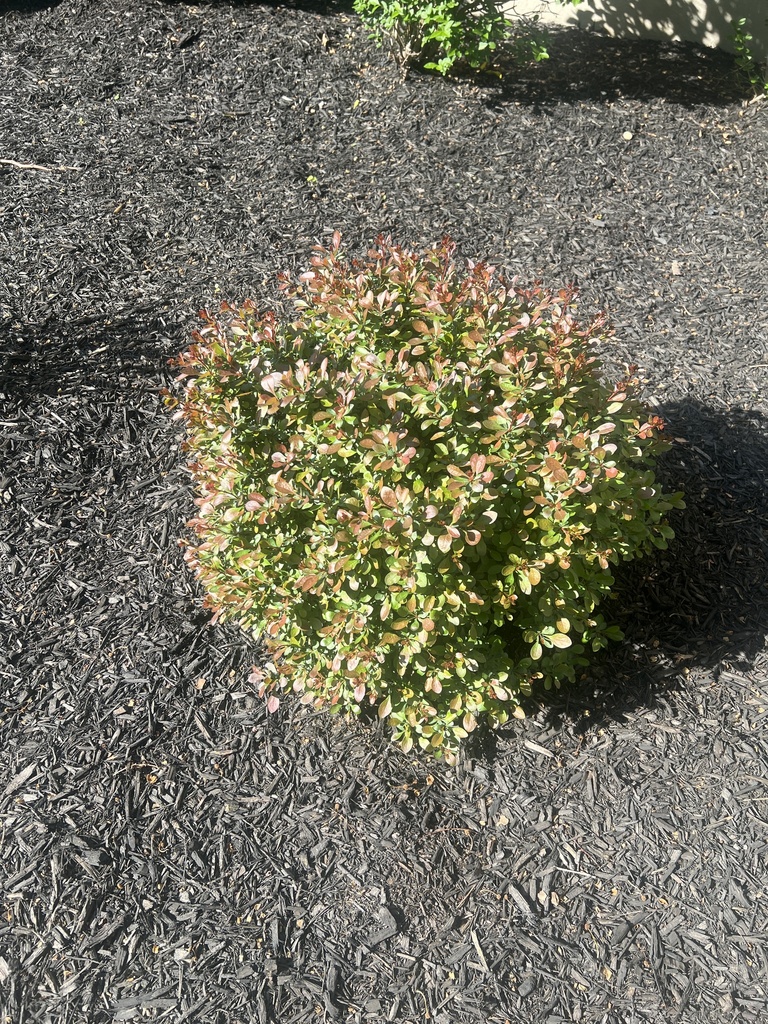 Japanese barberry from New Jersey Institute of Technology, Newark, NJ ...