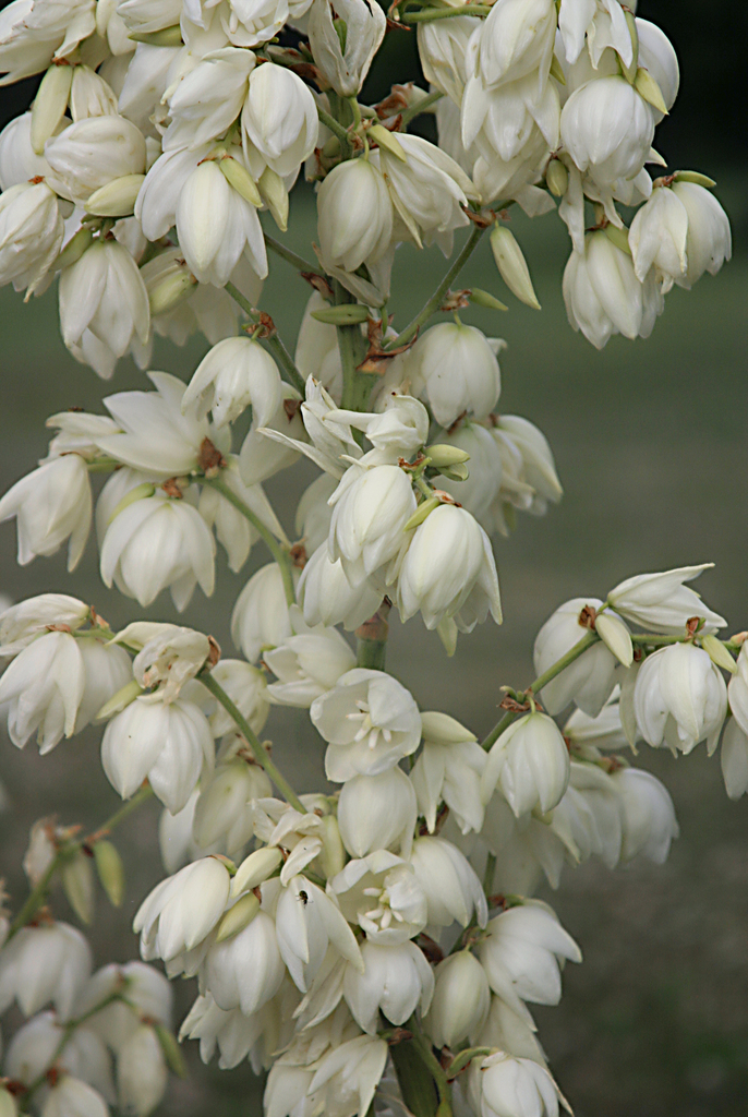 Gulf Coast Yucca (Yucca louisianensis) - Botanical Realm