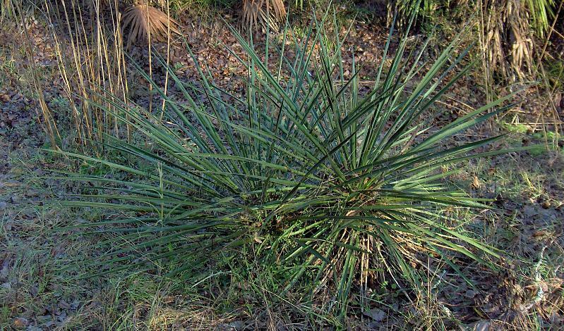 Gulf Coast Yucca (Yucca louisianensis) - Botanical Realm