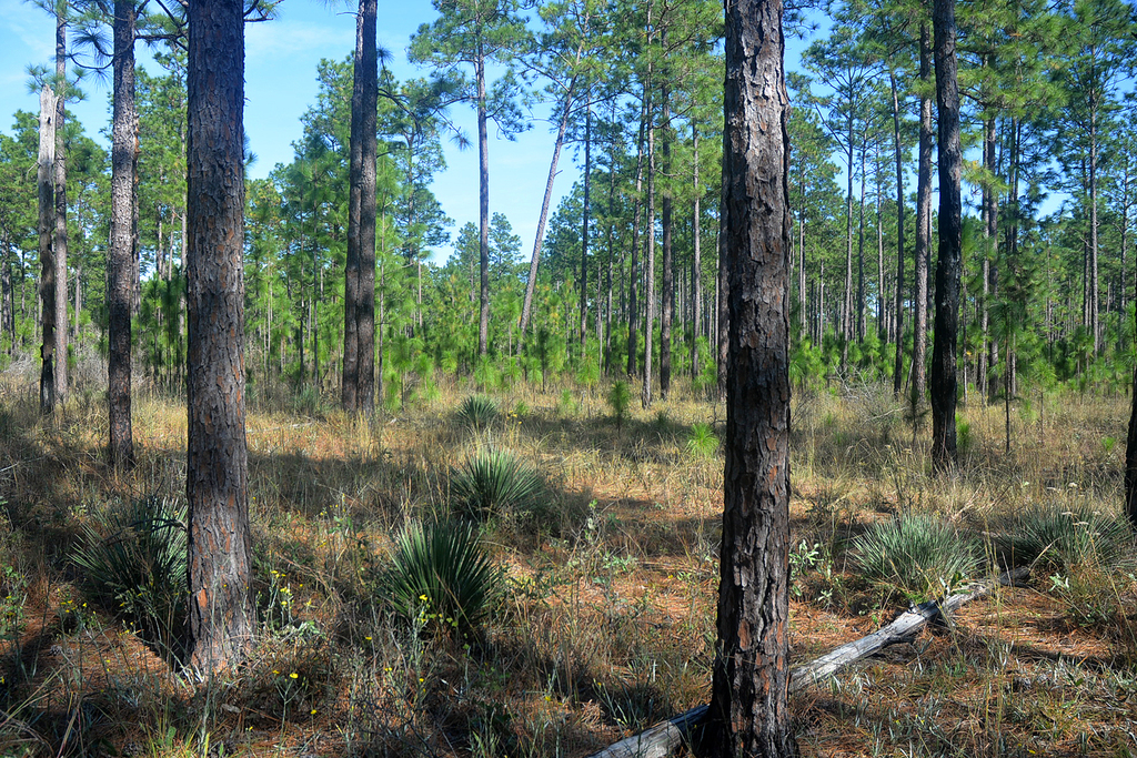 Gulf Coast Yucca (Yucca louisianensis) - Botanical Realm