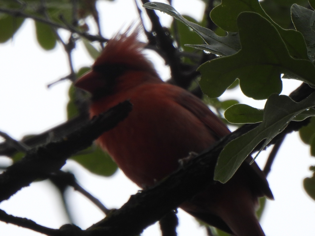 Northern Cardinal from West Arlington, Arlington, TX, USA on April 26 ...