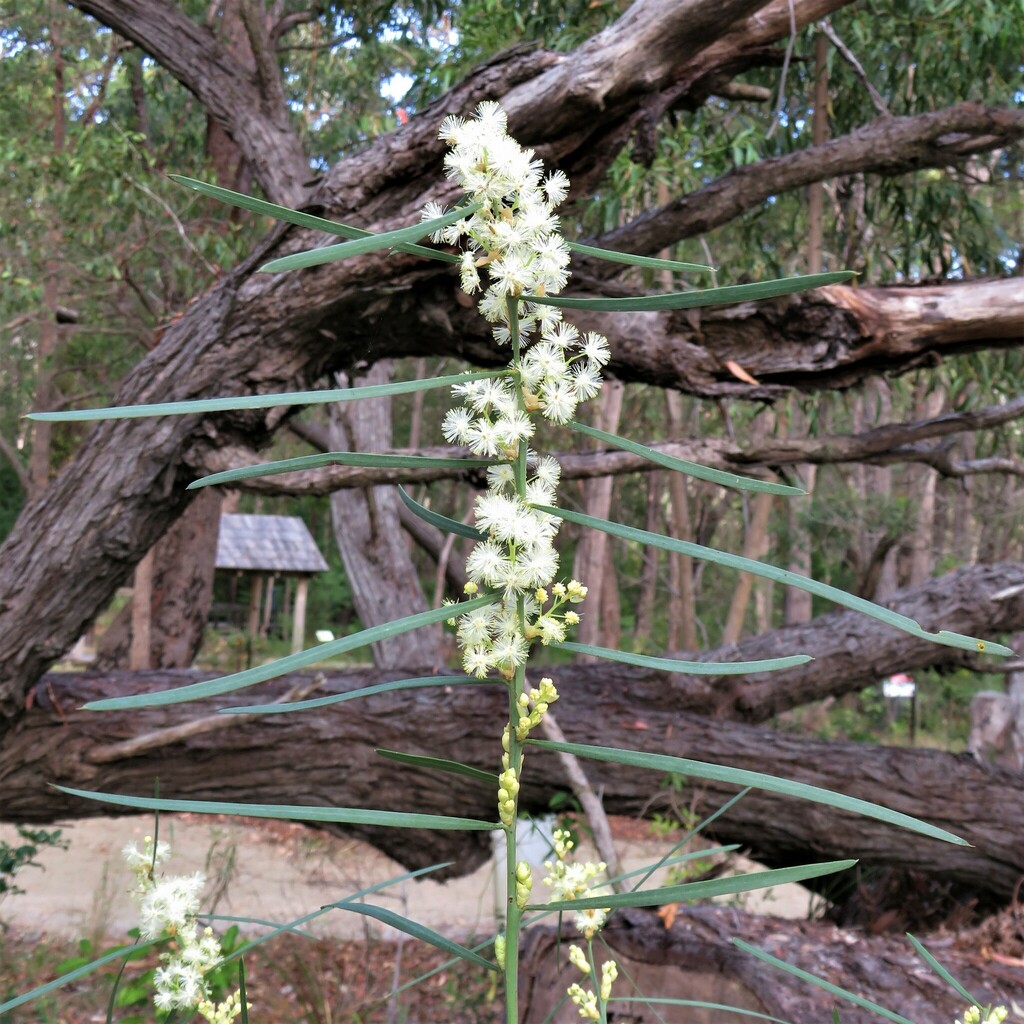 Sweet Wattle from Wallaga Lake NSW 2546, Australia on April 26, 2023 at ...