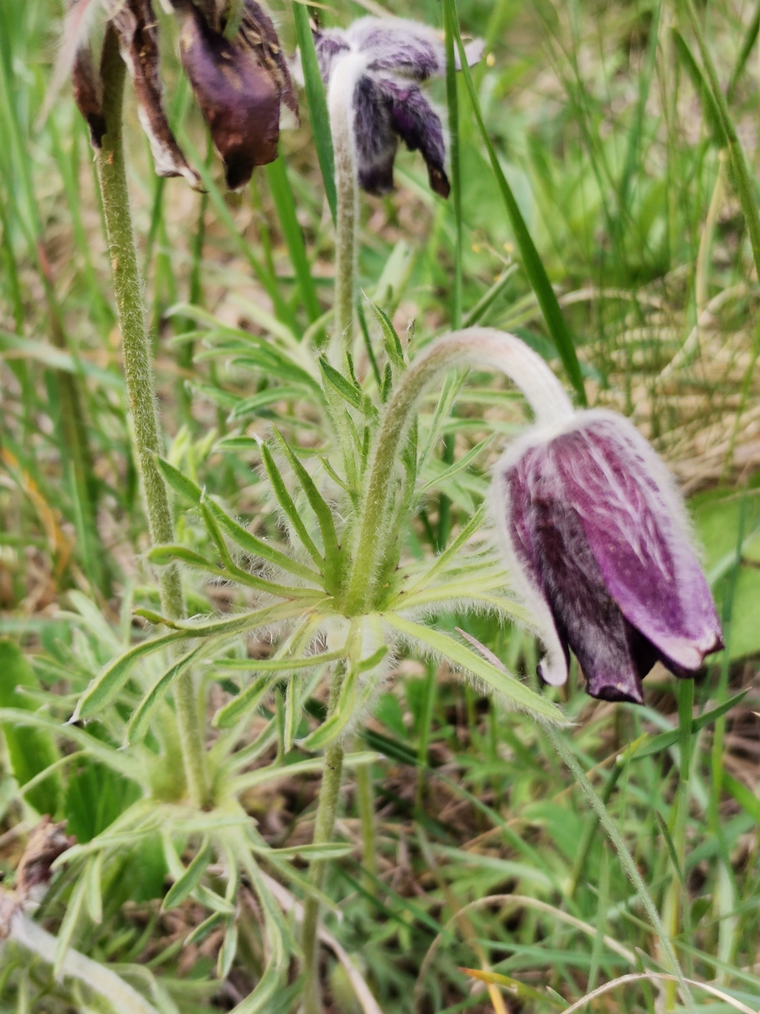 Pulsatilla pratensis subsp. nigricans (Störck) Zämelis