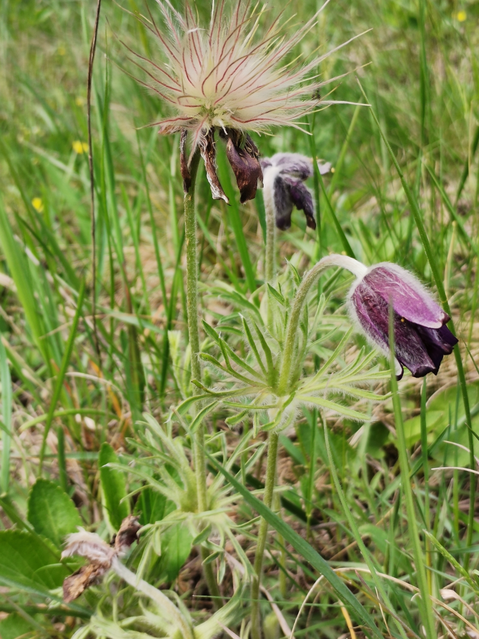 Pulsatilla pratensis subsp. nigricans (Störck) Zämelis