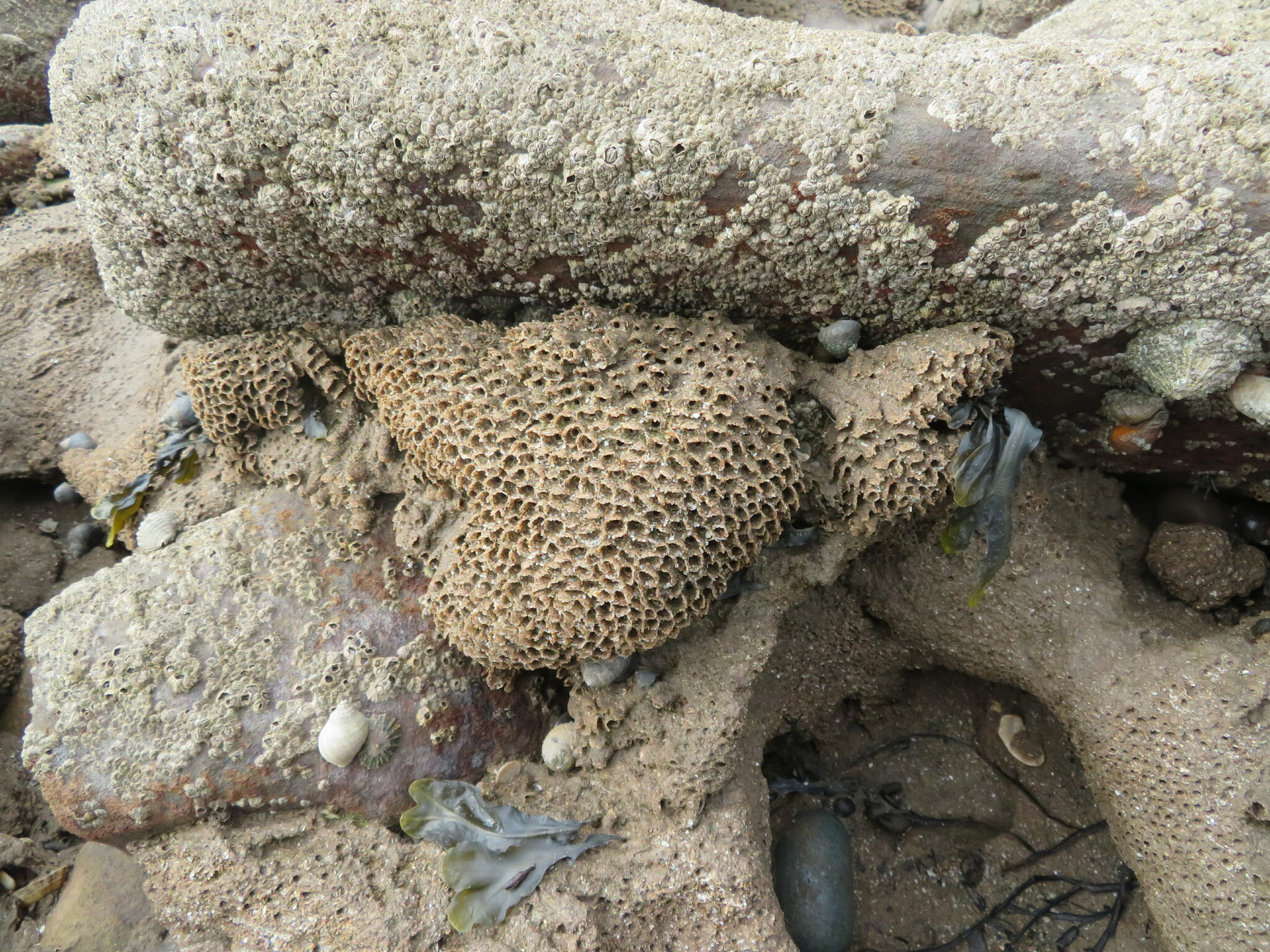 Sabellaria alveolata (Linnaeus, 1767)