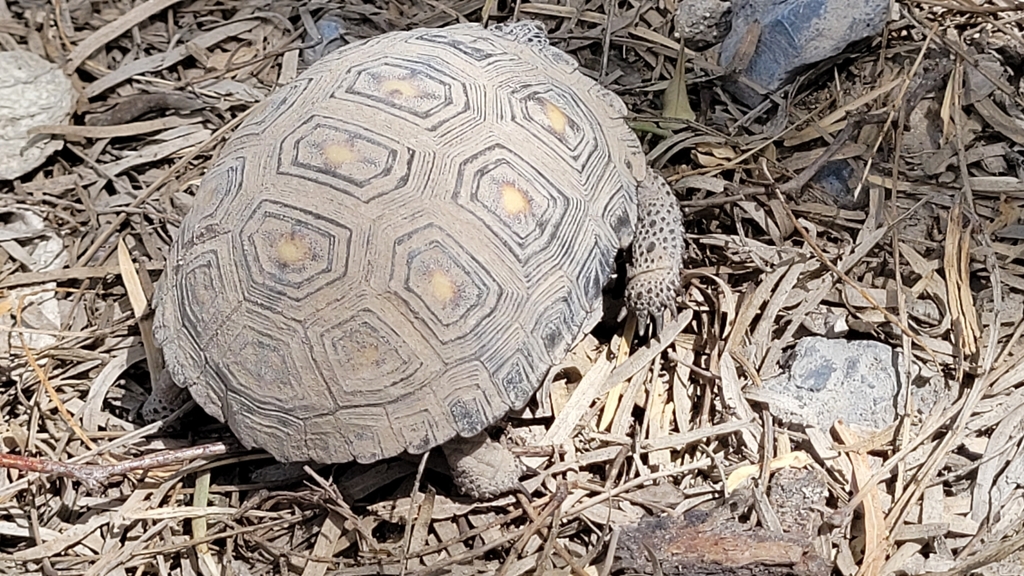 Texas Tortoise in April 2023 by Luis Humberto Montemayor · iNaturalist