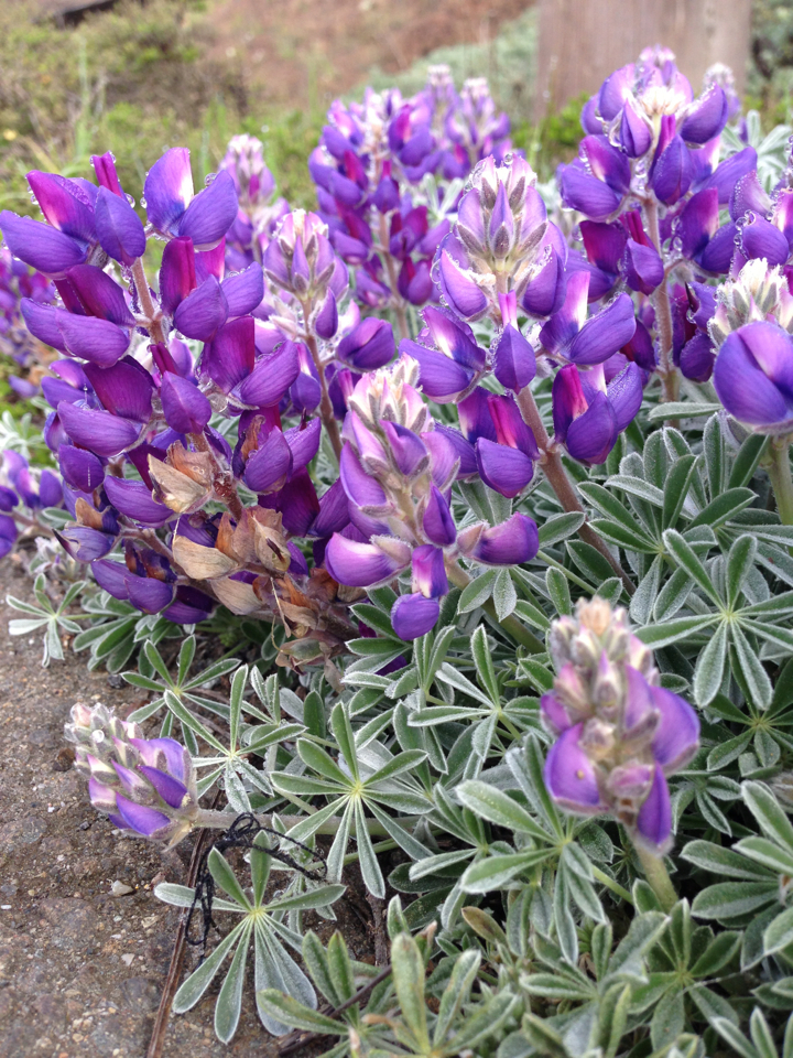 Silver Bush Lupine (Lupinus albifrons) - Botanical Realm