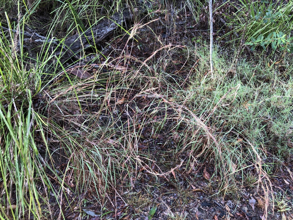 barbwire grass in April 2023 by De-Anne Attard · iNaturalist