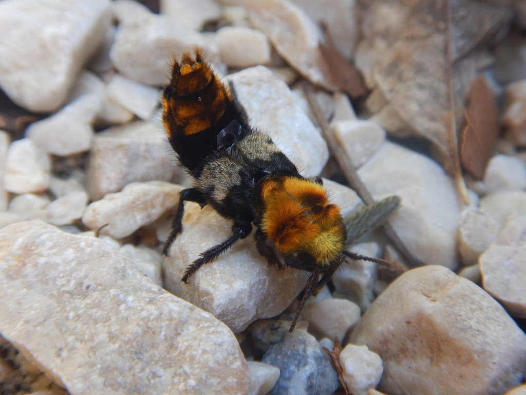 Maid of Kent beetle in April 2023 by Giacomo Bruni · iNaturalist