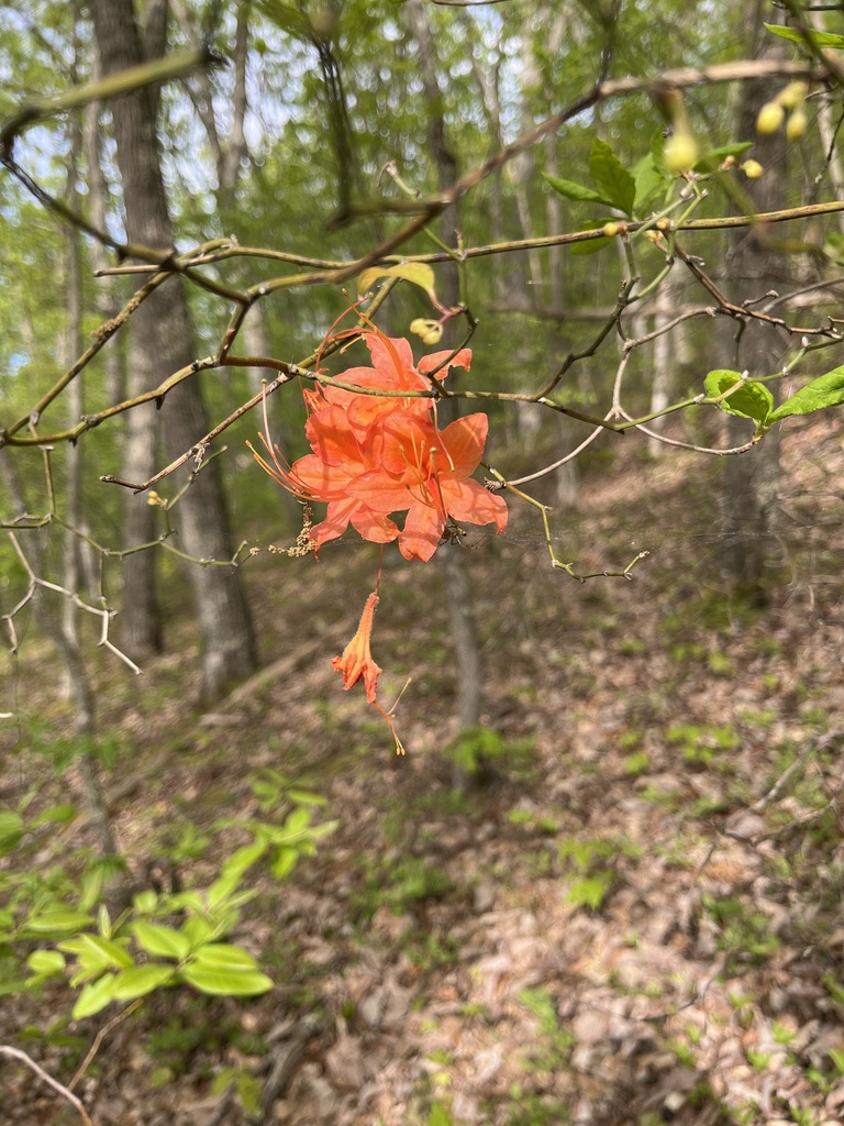 Flame Azalea from Bays Mountain Park, Kingsport, TN, US on April 26 ...